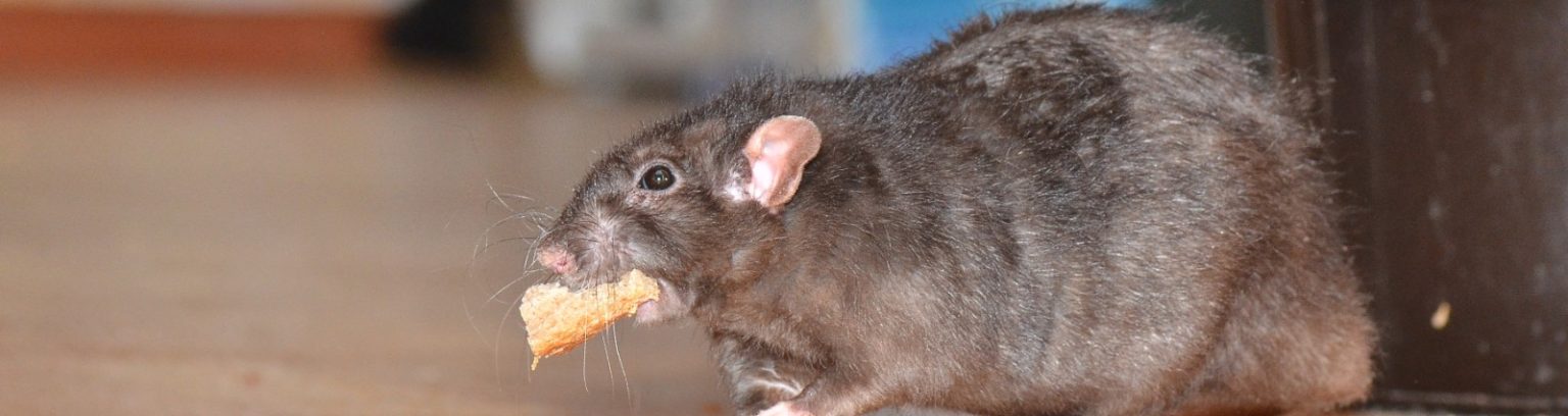 5 Ways to Tell If You Have a Rodent Problem - California's Best Pest ...