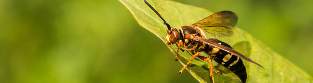 How to Prepare Your Home for Wasps in California? | O’Connor Pest Blog