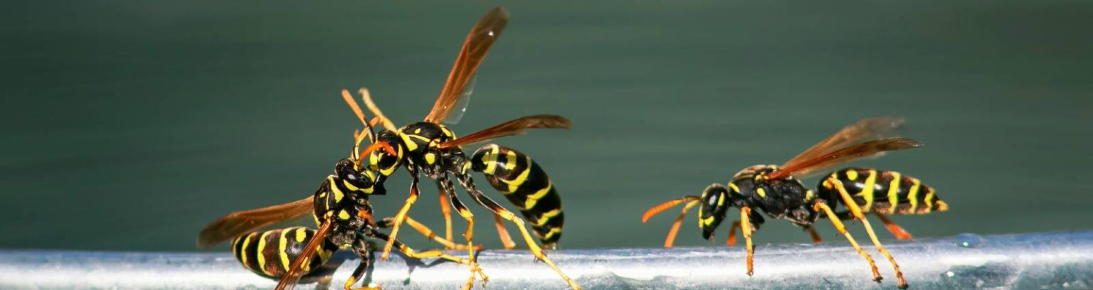 How To Keep Your Car Wasp-Free - California's Best Pest Control Company ...
