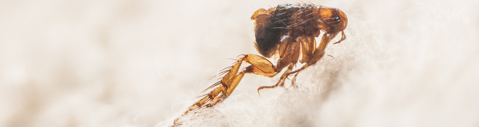 Getting Rid of Fleas and Ticks in California