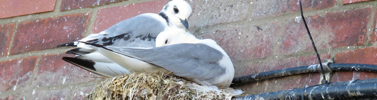 Bird Removal and Exclusion Services in Southern California